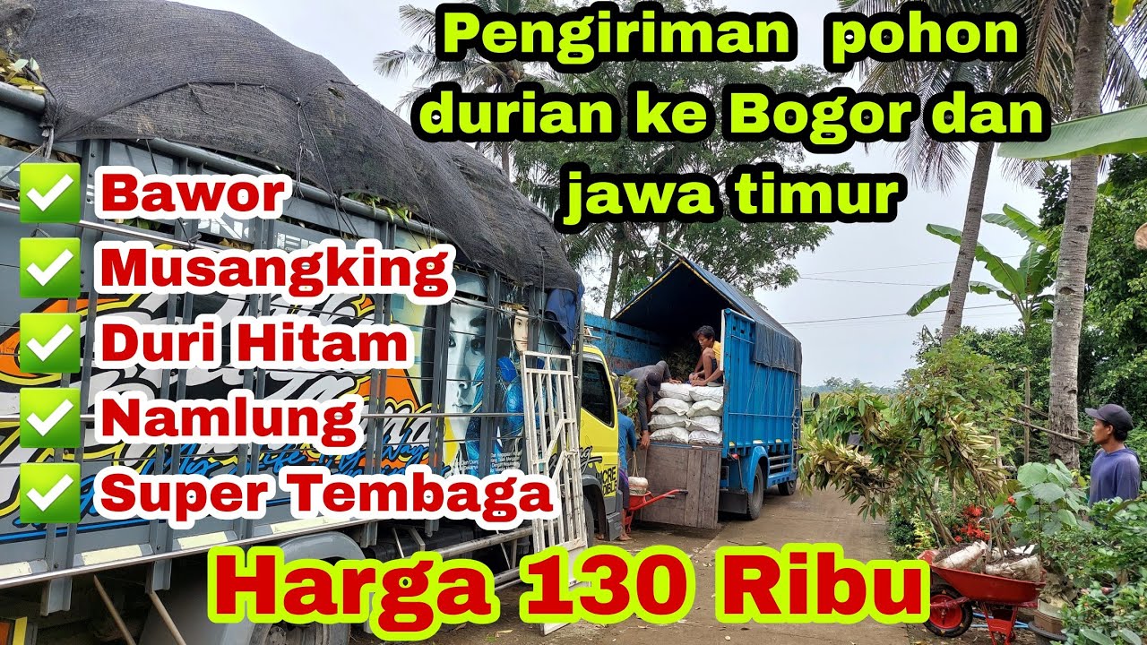 Dokumentasi Pengiriman Bibit durian ke bogor dan jawa timur 2 truk⁉ ...