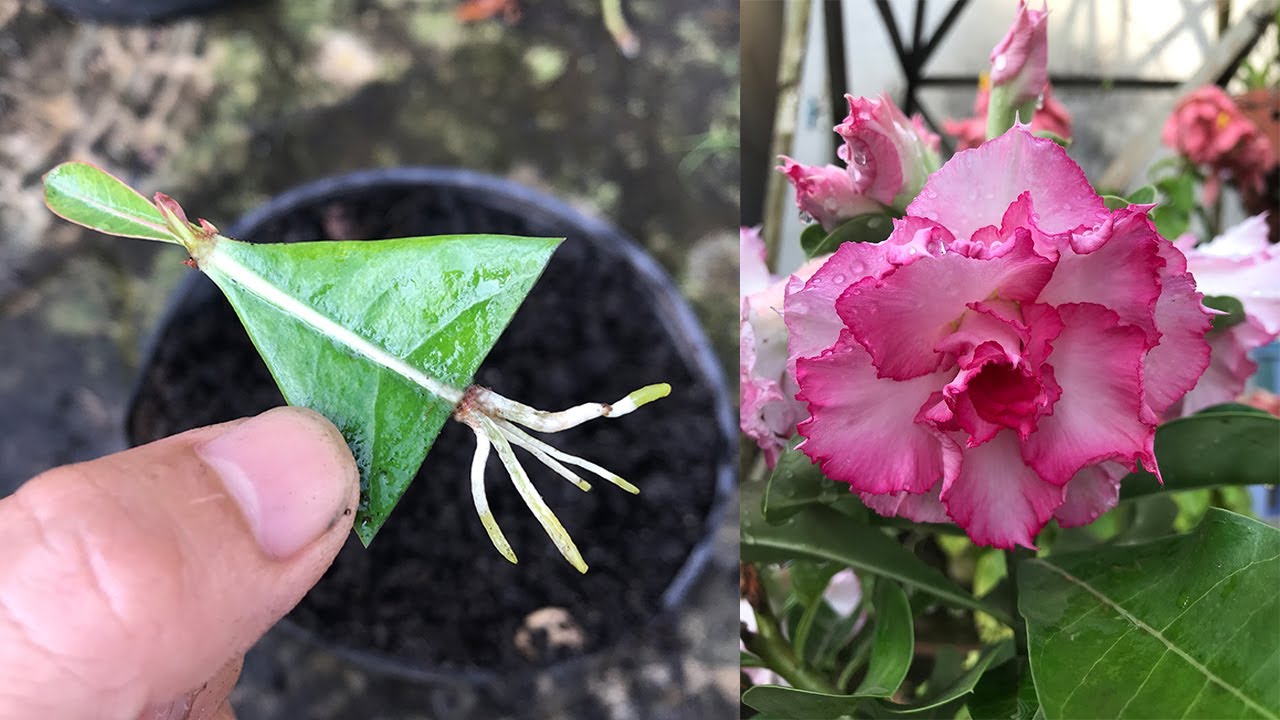 Miraculously, the desert rose leaves planted upside down took root and ...