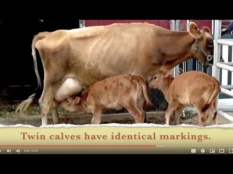 MOOING COWS, CALVES & BULL authentic moos (Compilation) EDUCATIONAL KID VIDEO Learn About COWS ...
