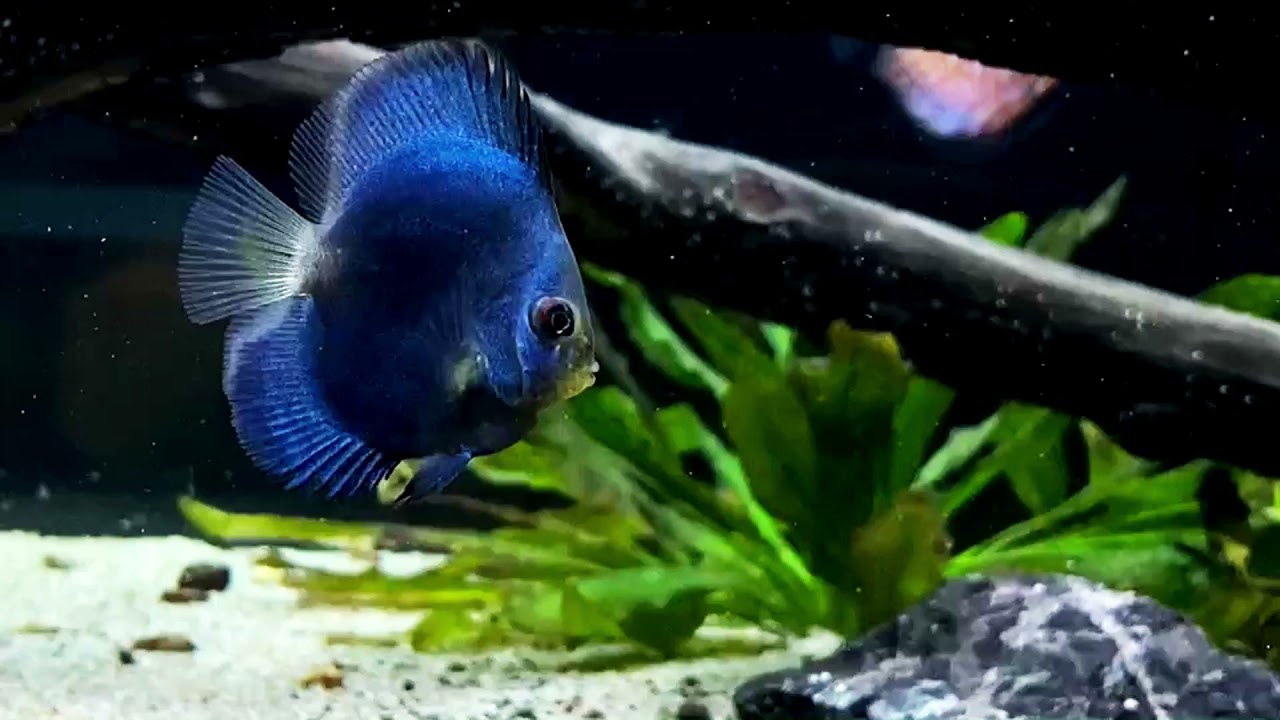 AQVA life Space Discus ปอมปาดัวร์ 12 - YouTube