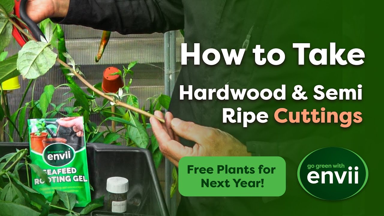 The Best Way to Take Semi Ripe & Hardwood Cuttings - YouTube