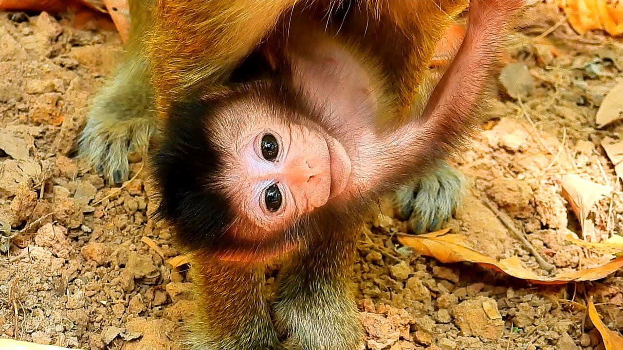 Absolutely stunningly gorgeous newborn monkey baby. Really beautiful ...