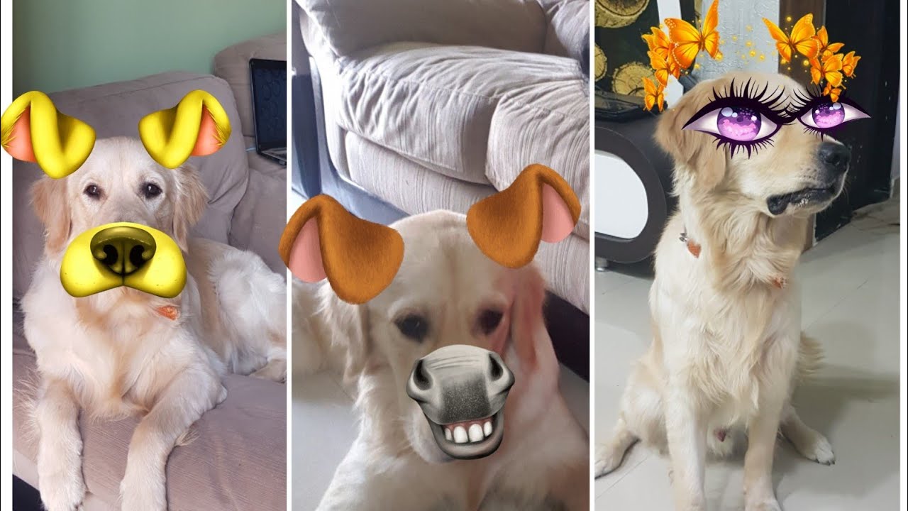 SNAPCHAT WITH MY DOG 1 - YouTube