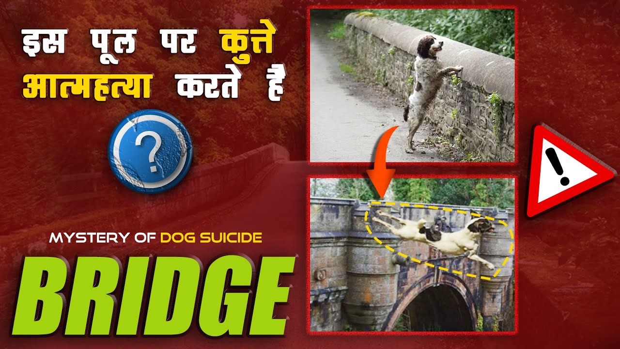 ऐसा पूल जहाँ कुत्ते आत्महत्या करते है - The OVERTOUN Dog Suicide Bridge ...