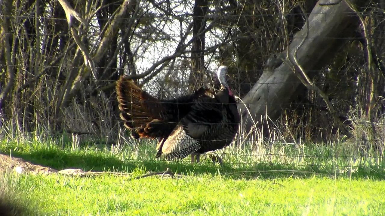 Ringneck Runners: Close Encounter With Turkey - YouTube