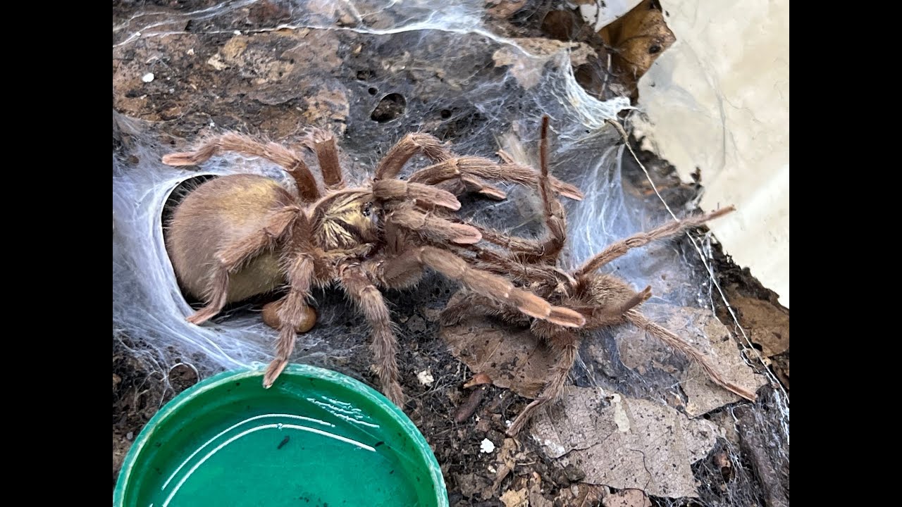 Neoholothele incei gold the Trinidad Gold Tarantular pairing - YouTube