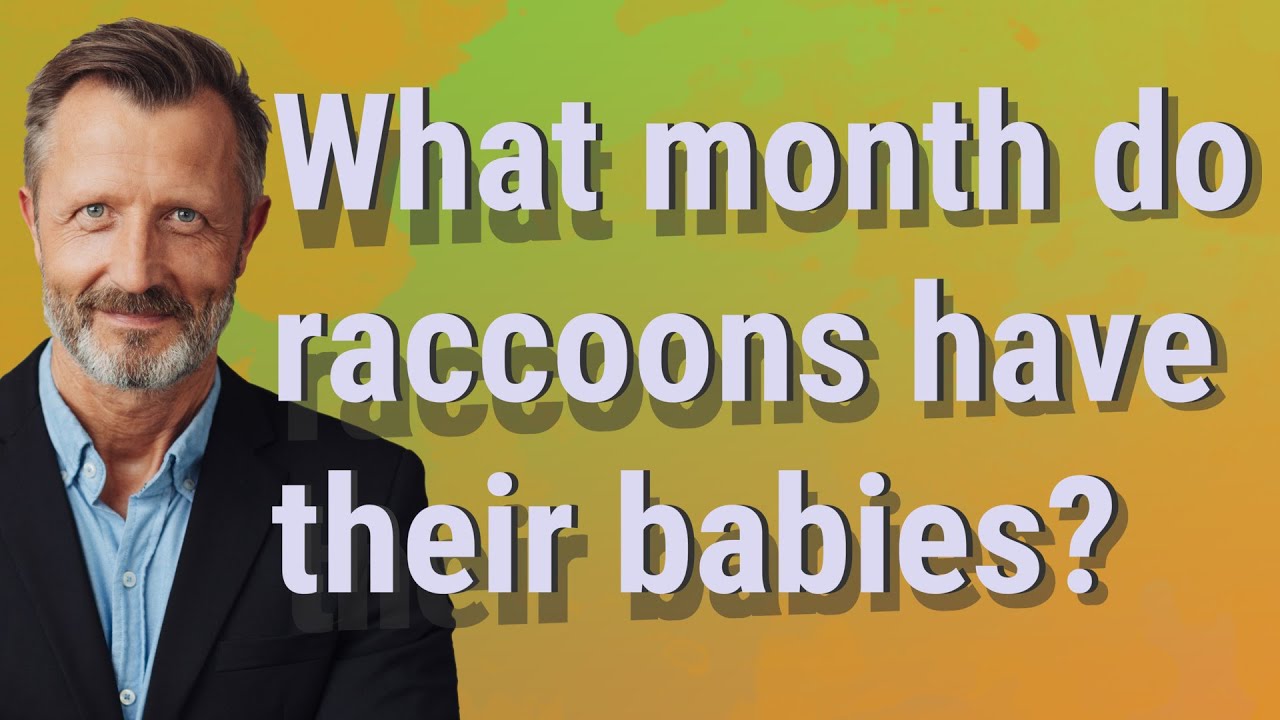 What month do raccoons have their babies? - YouTube