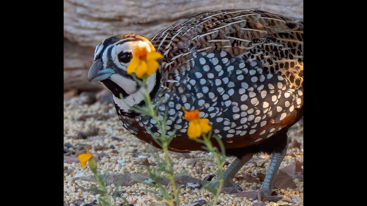 HDObservations : Montezuma Quail (4K UHD) - YouTube