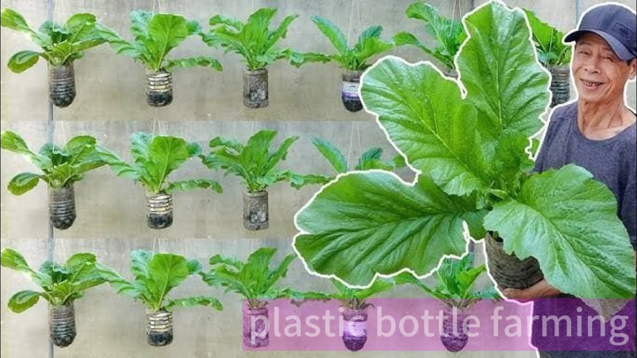 How to grow healthy vegetables in plastic bottles - YouTube