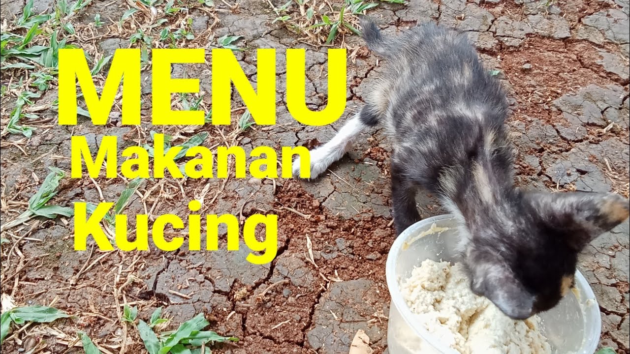 3 Menu Cara Buat Makanan Kucing-Kucing Kurus jadi Gemuk - YouTube
