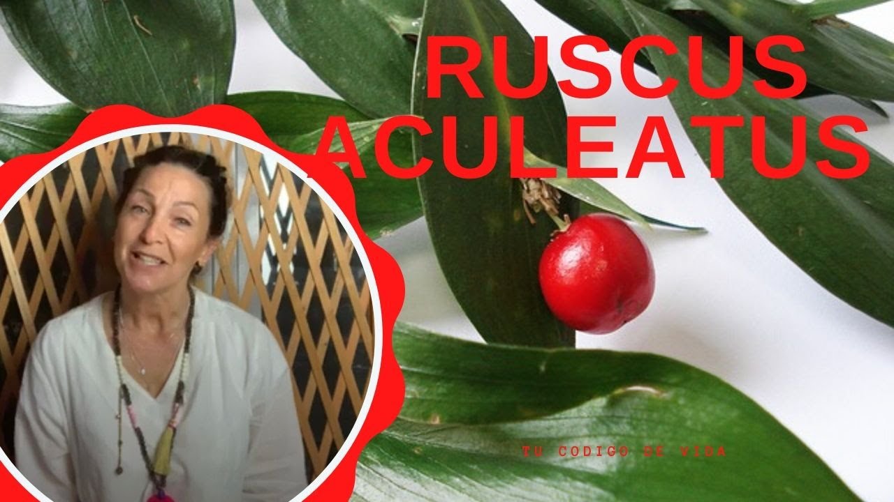 BENEFICIOS DEL RUSCUS Y EL AYURVEDA - YouTube