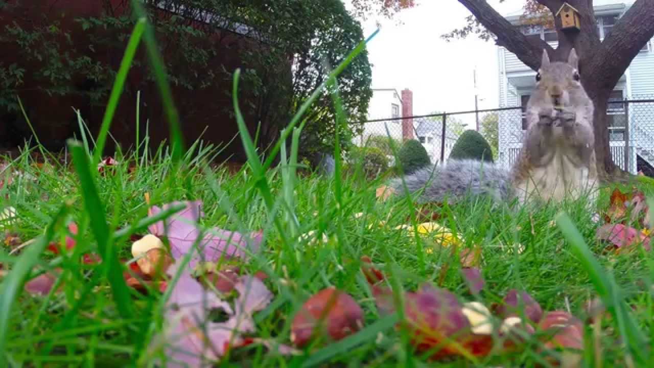 Cheerful Squirrel Stuffing Cheeks - YouTube