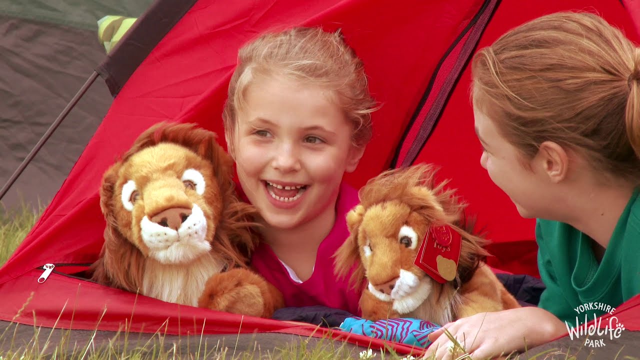 Roar & Snore Camping at Yorkshire Wildlife Park - YouTube