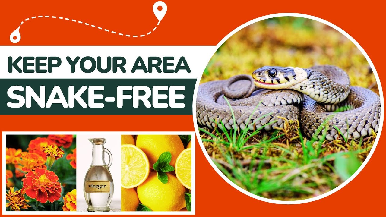 How to Keep Snakes Out of Your House?100% Working Methods - YouTube