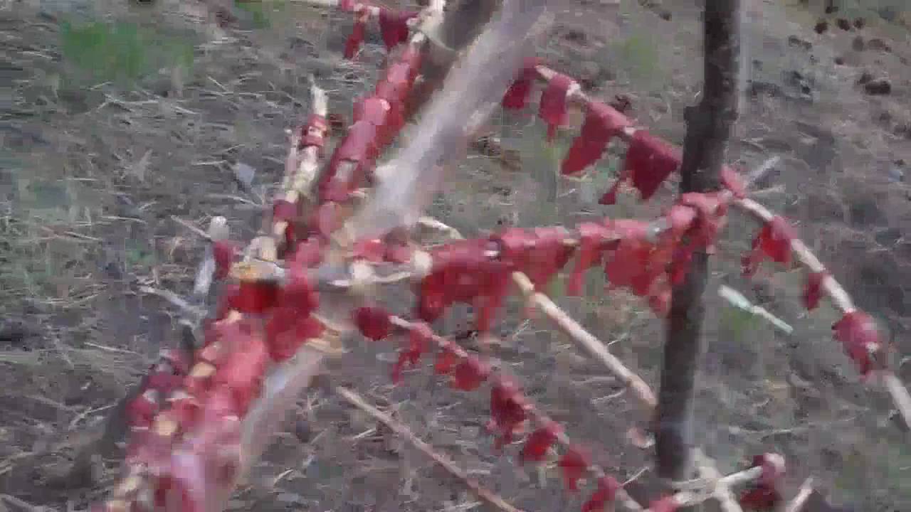 Beef Jerky Tree - YouTube