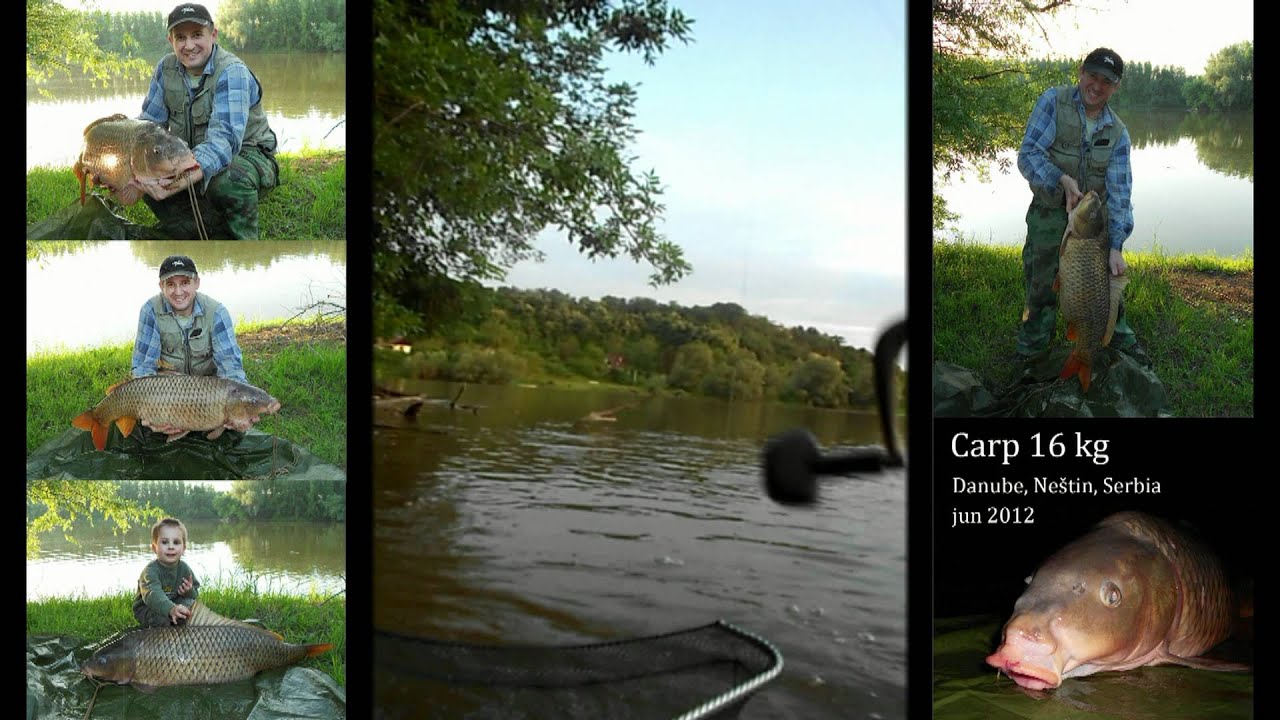 Carp 16 kg Danube Nestin Serbia Jun 2012 by Sima - YouTube