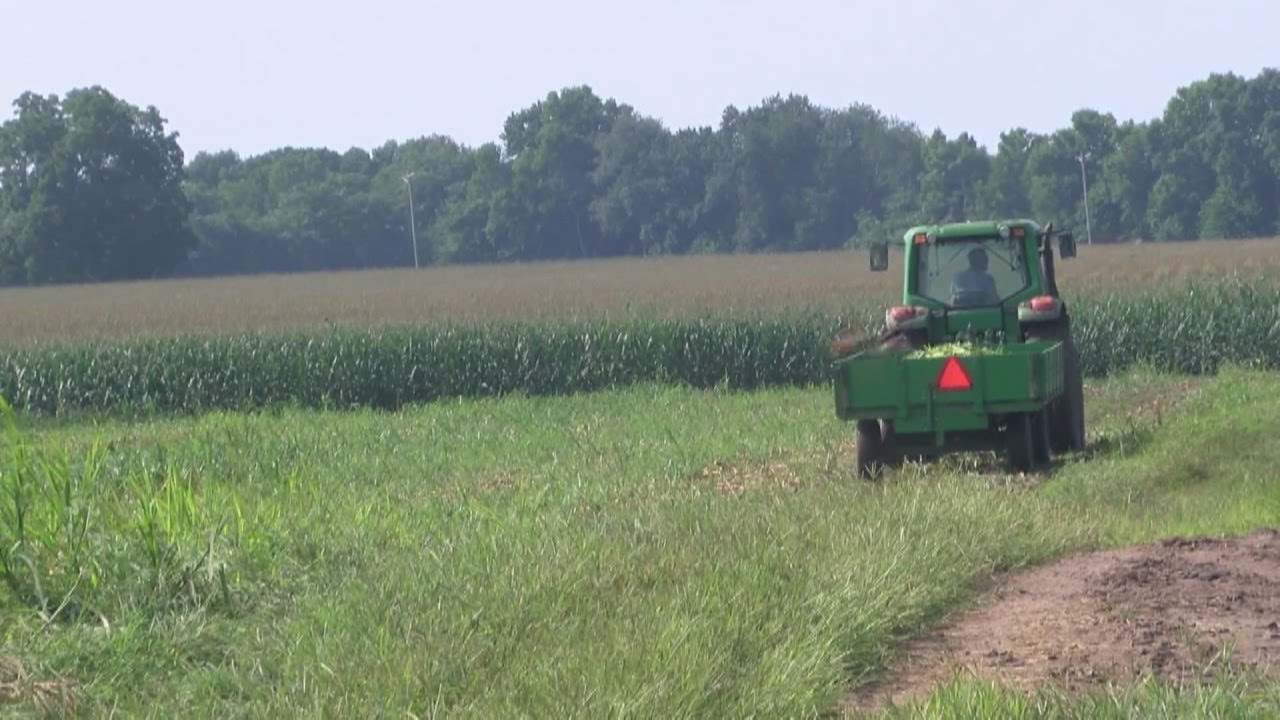 Indiana Sweet Corn is ready to go - YouTube