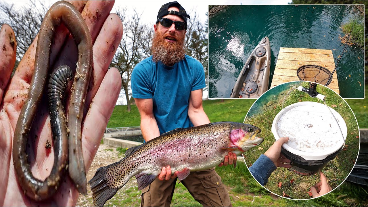 Building Automatic Earth Worm Feeder - It Works (1,000+ worms!!!) - YouTube