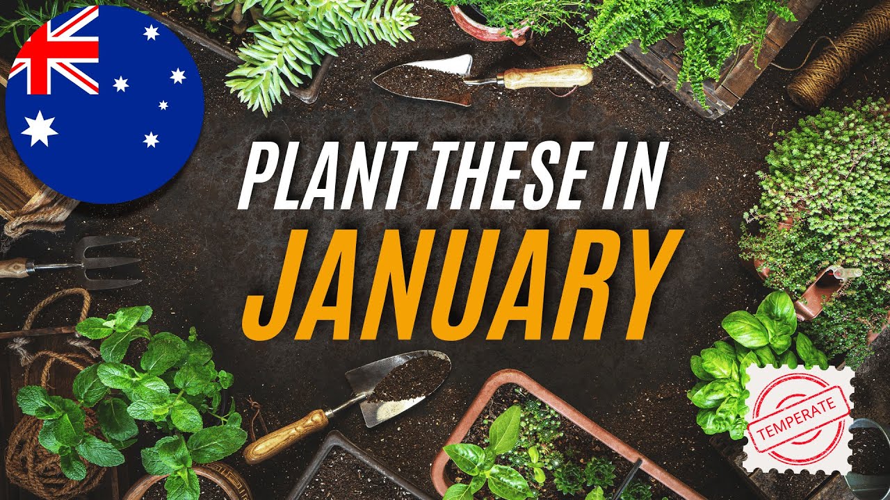 Australia's January Garden Guide | What to Plant Now for a Late Summer ...
