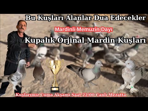 🩸 Mardinli Memozin Amcadan Tarihi Orjinal Has Mardin Kuşları Hazır Kuşlar Cuma Akşamı 22:00 da ‼️