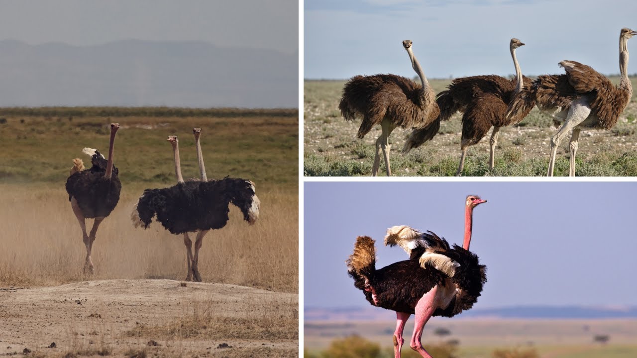 Arabian ostrich birds #wild life animal lovers#wildlife #birds - YouTube