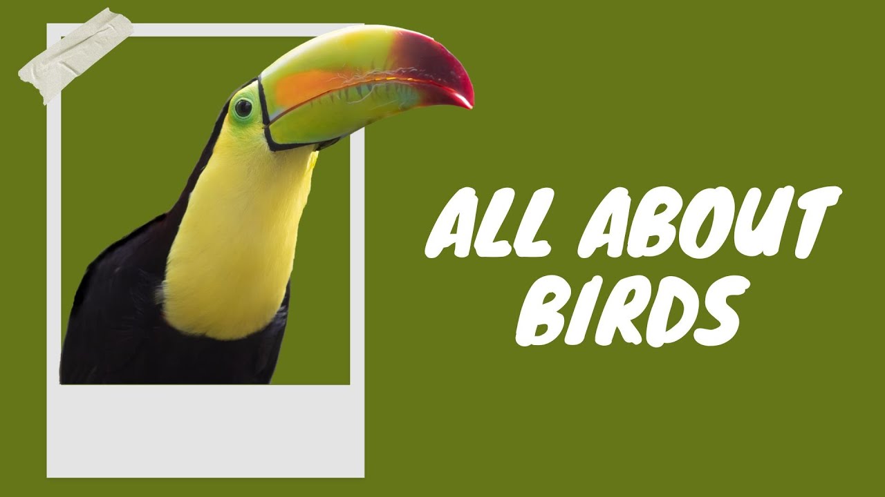 Birds Galore l Fun Facts and Fascinating Feathers! 🐦📚 - YouTube