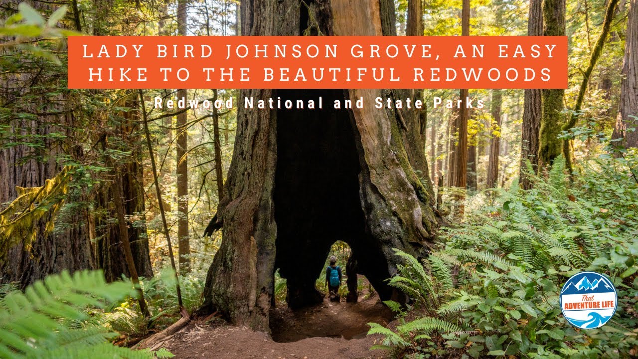 Lady Bird Johnson Grove, an Easy Hike to the Beautiful Redwoods - YouTube
