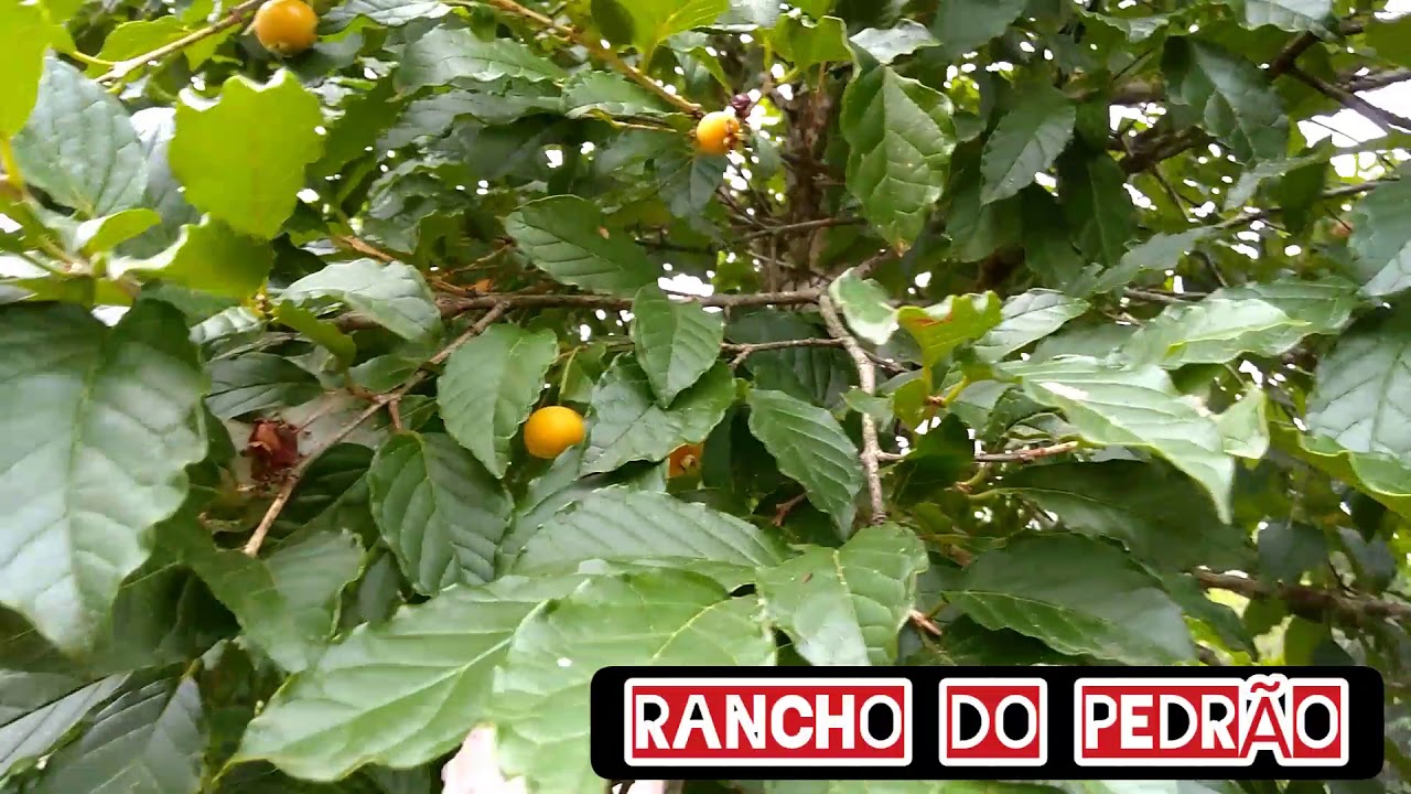 Gabiroba, guabiroba, guabirova, guavirova, gavirova, araçá-congonha ...