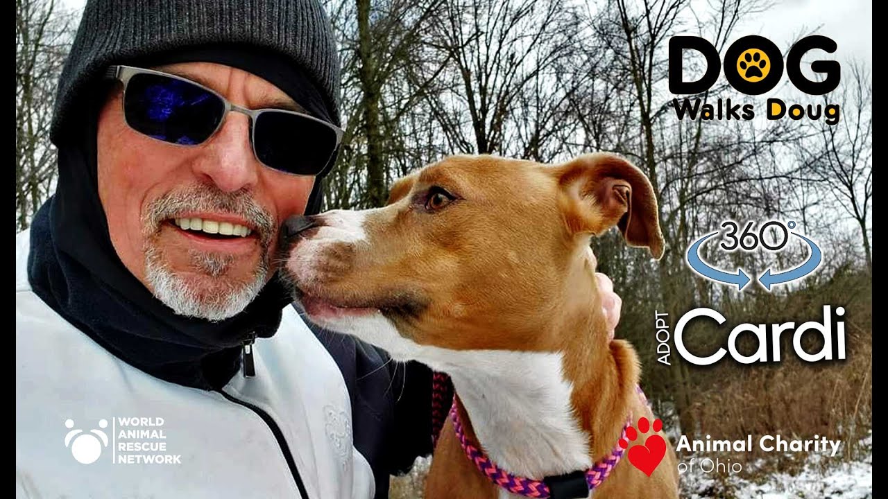 360 Dog Walk Video CARDI Says Adopt Me - Dog Walks Doug & Just Wants ...