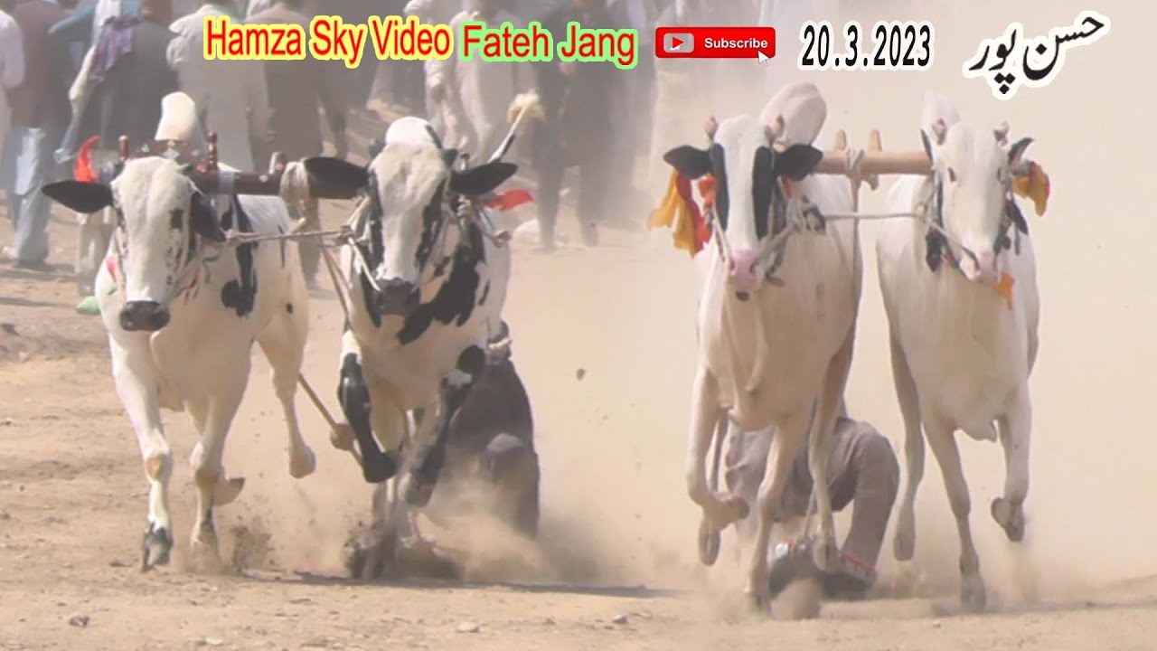 Bull Race In Pakistan (PART 01) Fateh Jang Bulls 2023 - Hassn Poor - 20 ...