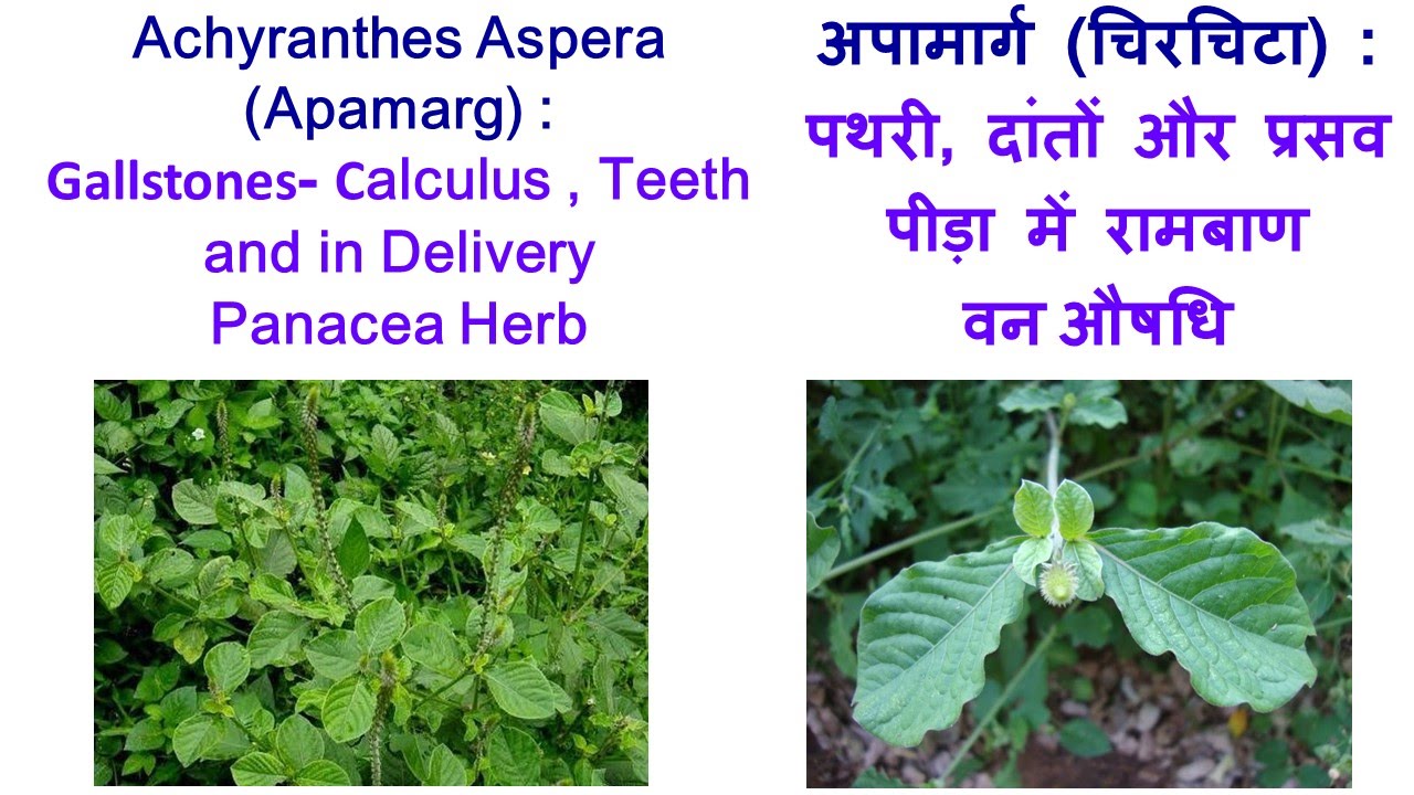 Achyranthes Aspera (Apamarg) : Gallstones- Calculus , Teeth and in ...