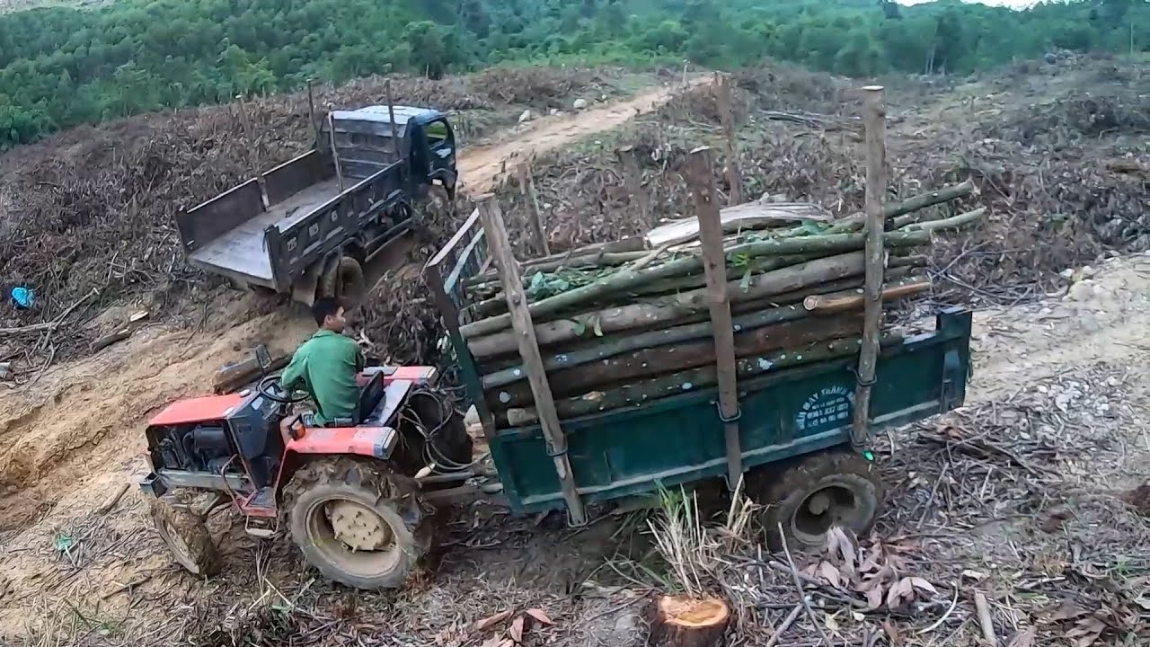Farmers risk their lives to carry timber to the hills, Use human ...