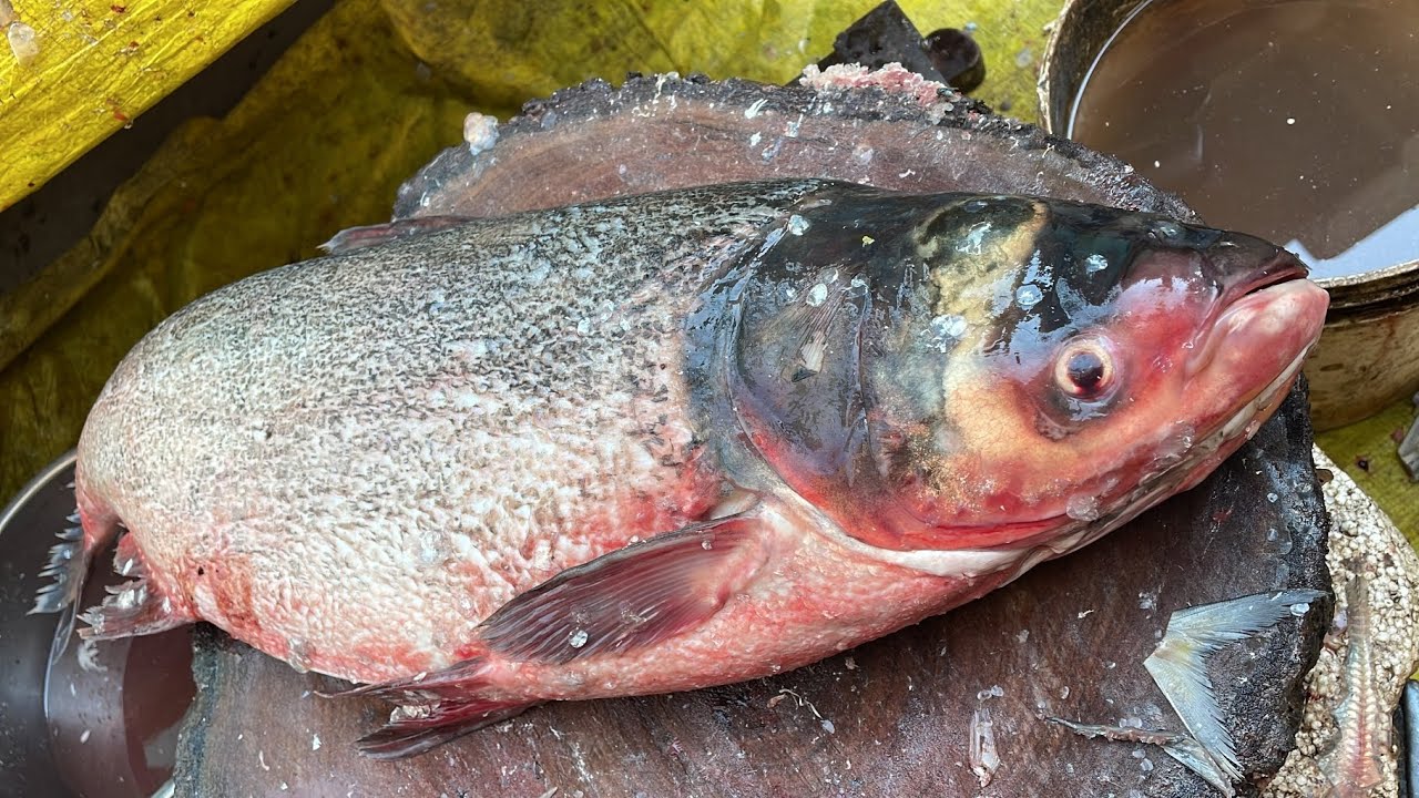Huge Big Head Carp Fish Cutting Live in Indian Fish Market || Amazing ...