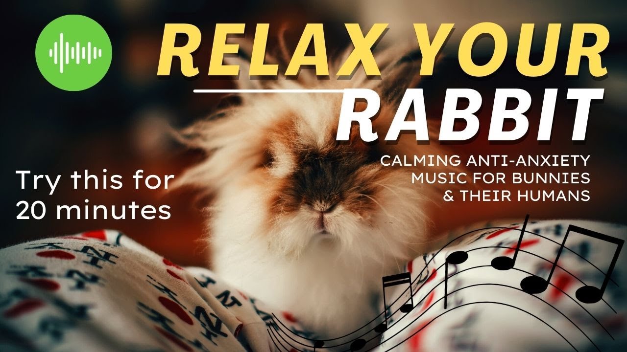 Calming Music For Rabbits To Relax & Soothe Your Bunny (TESTED) - YouTube
