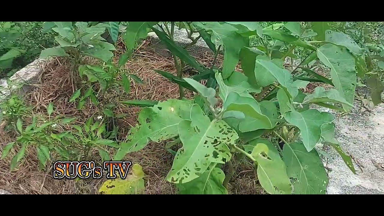 Namumulaklak Narin Yong Bill Pepper Or Atsal Sa Bisaya#buhayprobinsiya ...