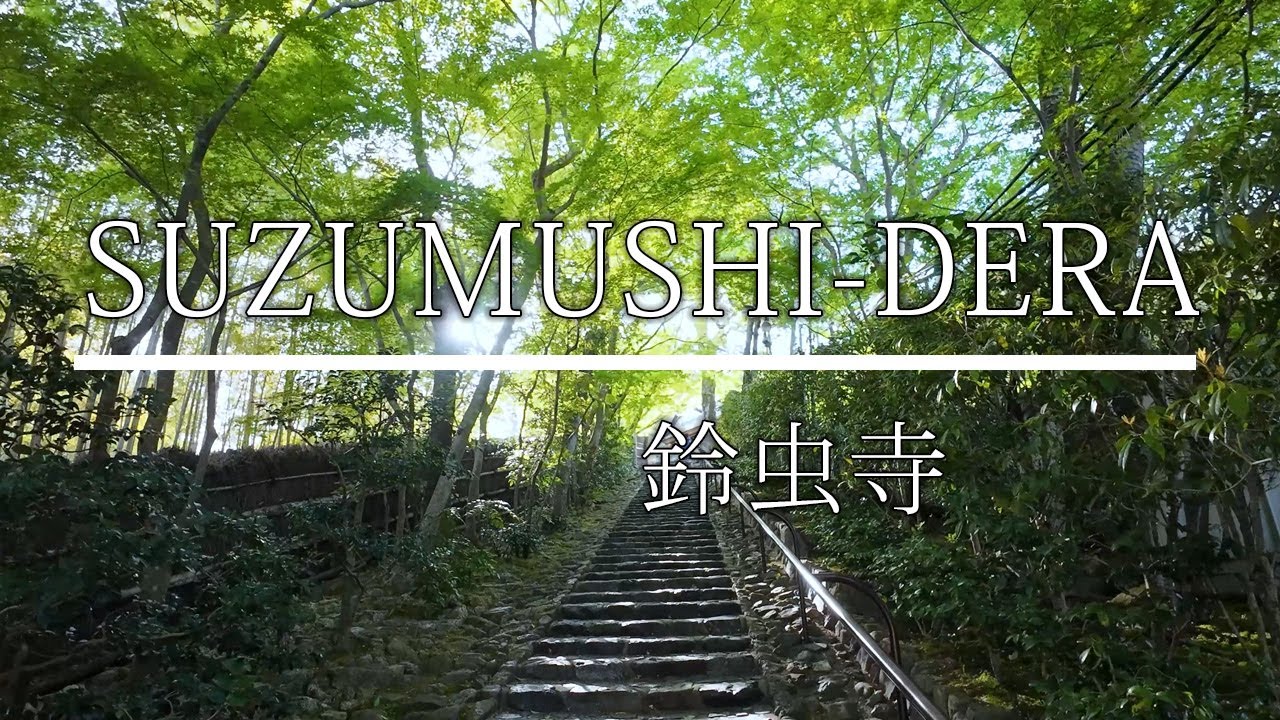 [4K] Suzumushi-dera Temple with blue beautiful autumn leaves [Japan ...