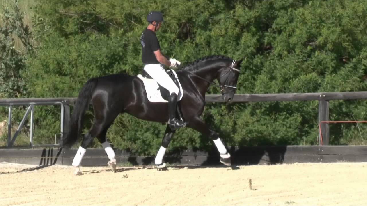 DON DANCIER (Imp) - YouTube