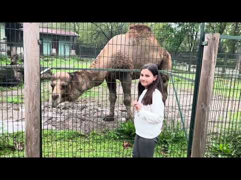 Keşke devenin üstüne binsem 🐪🐫🐪