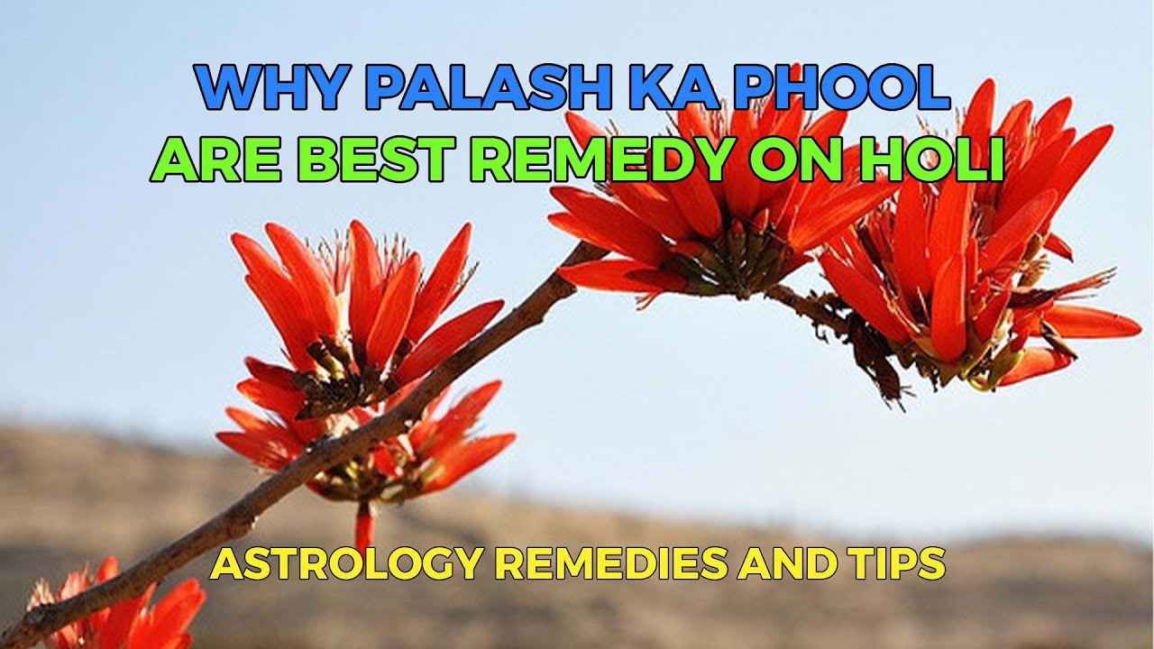 Why palash ka phool are best remedy on Holi - YouTube