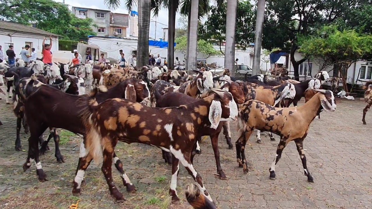 Best Gujri Goats In Town | Sakinaka Goat Market. - YouTube