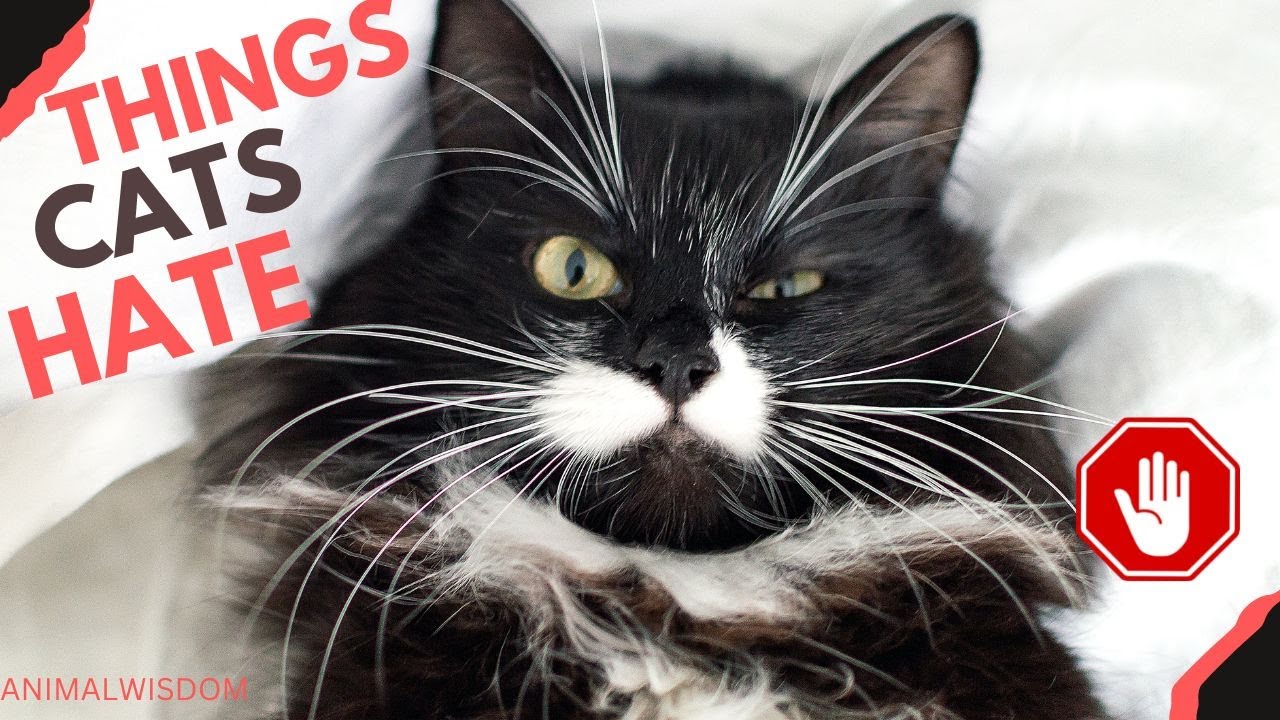 Things Cats Absolutely Hate! (Stop) - YouTube