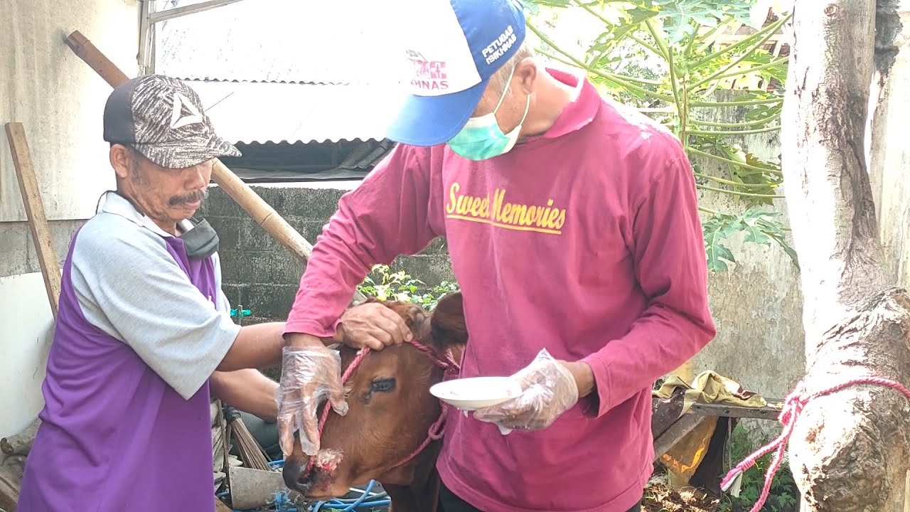 MENGOBATI LUKA PADA HIDUNG ANAK SAPI (PEDET) - YouTube