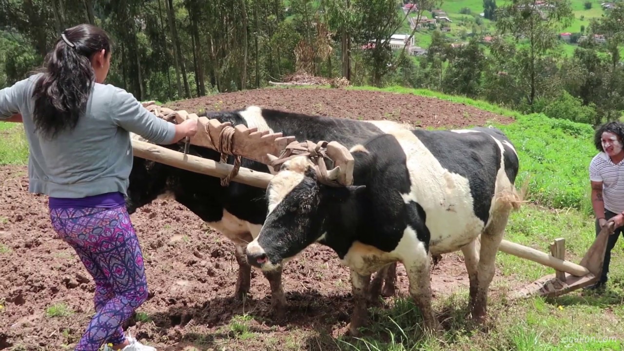 Aprendiendo a trabajar la tierra con una yunta en Ecuador - YouTube
