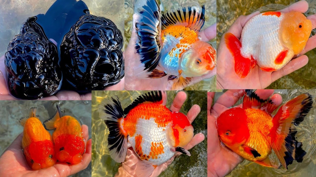 Aquarium fishes price in Kolkata | Top 5 goldfish Farm in Kolkata ...