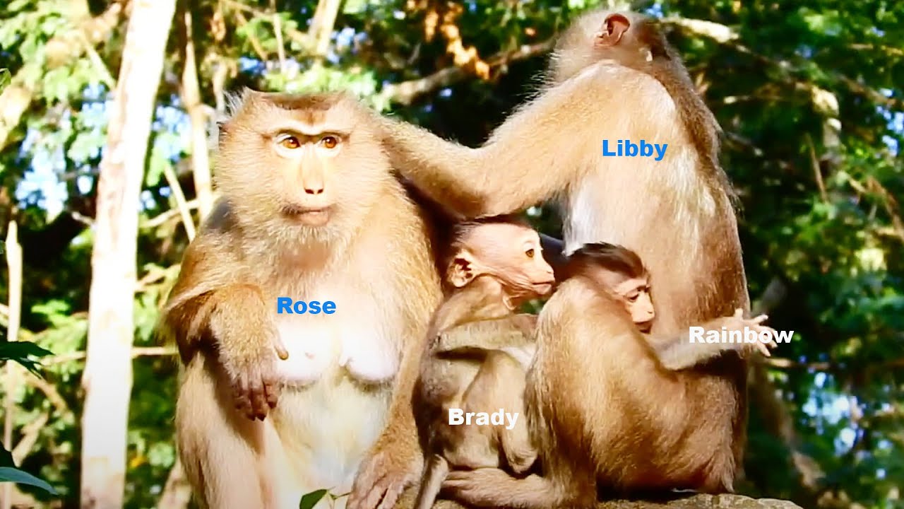B.rea.king NEWS! Rose & Libby miss their BB! Rose jump on Libby & Brady miss & hug his mom Libby ...