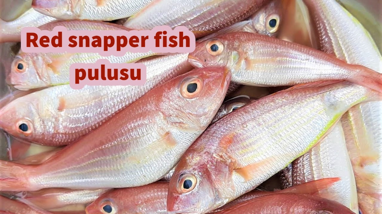 Red snapper fish pulusu || Tamil Nadu special || Sea Food || Mamma's ...