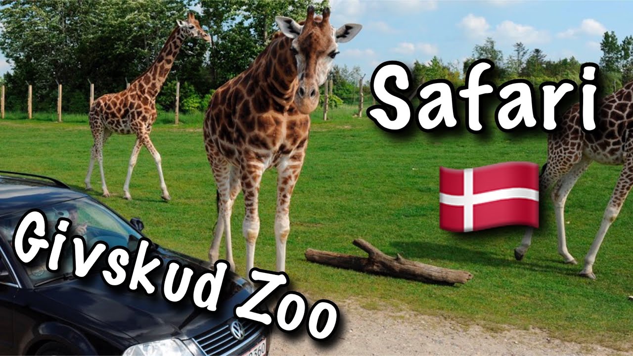🇩🇰 GIVSKUD ZOO. Safari og DINOSAURPARK - YouTube