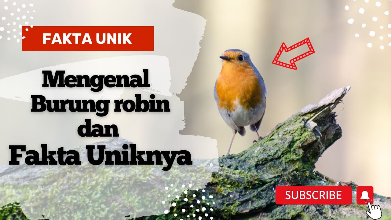 MENGENAL KEUNIKAN BURUNG ROBIN YANG BERSUARA INDAH - YouTube