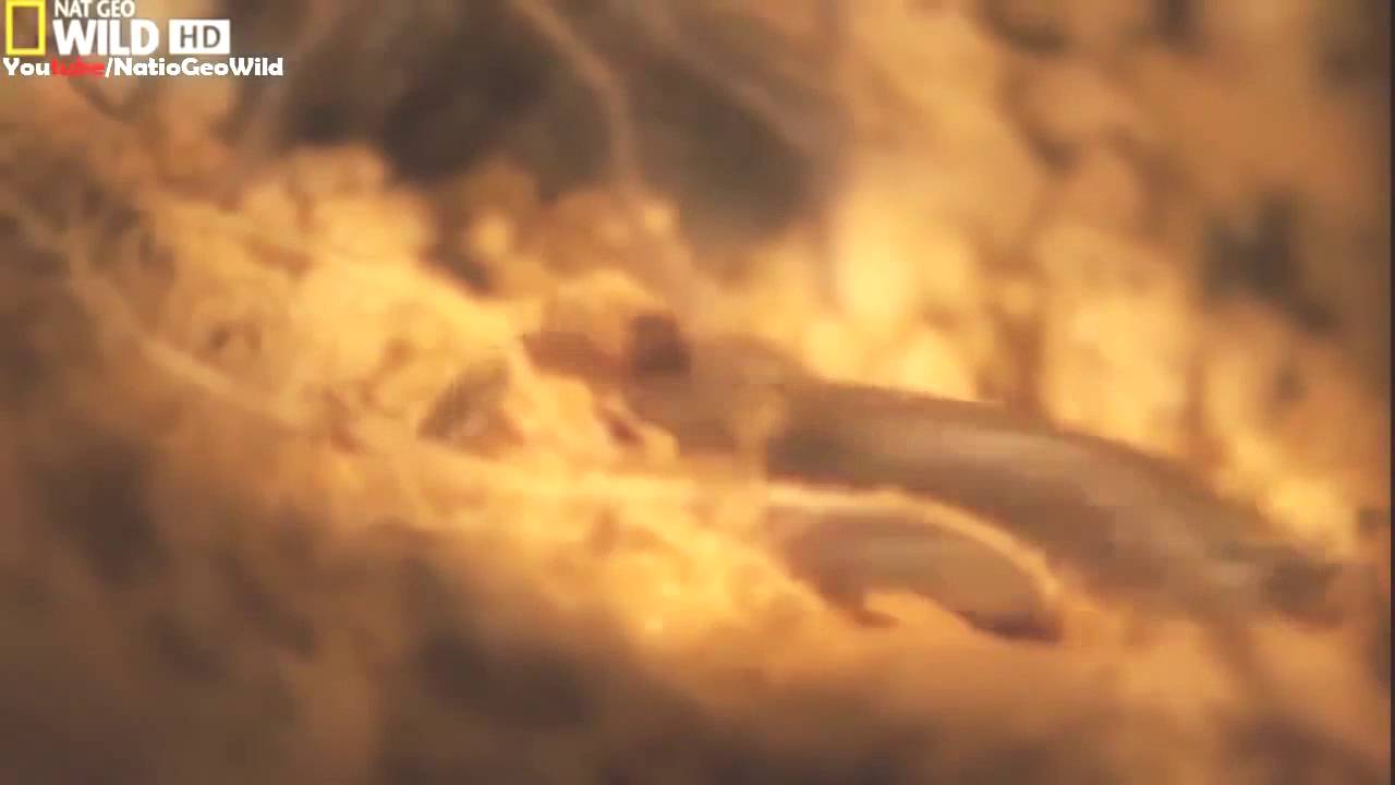 national geographic Some Hidden Secrets of wild life HD Documentary ...
