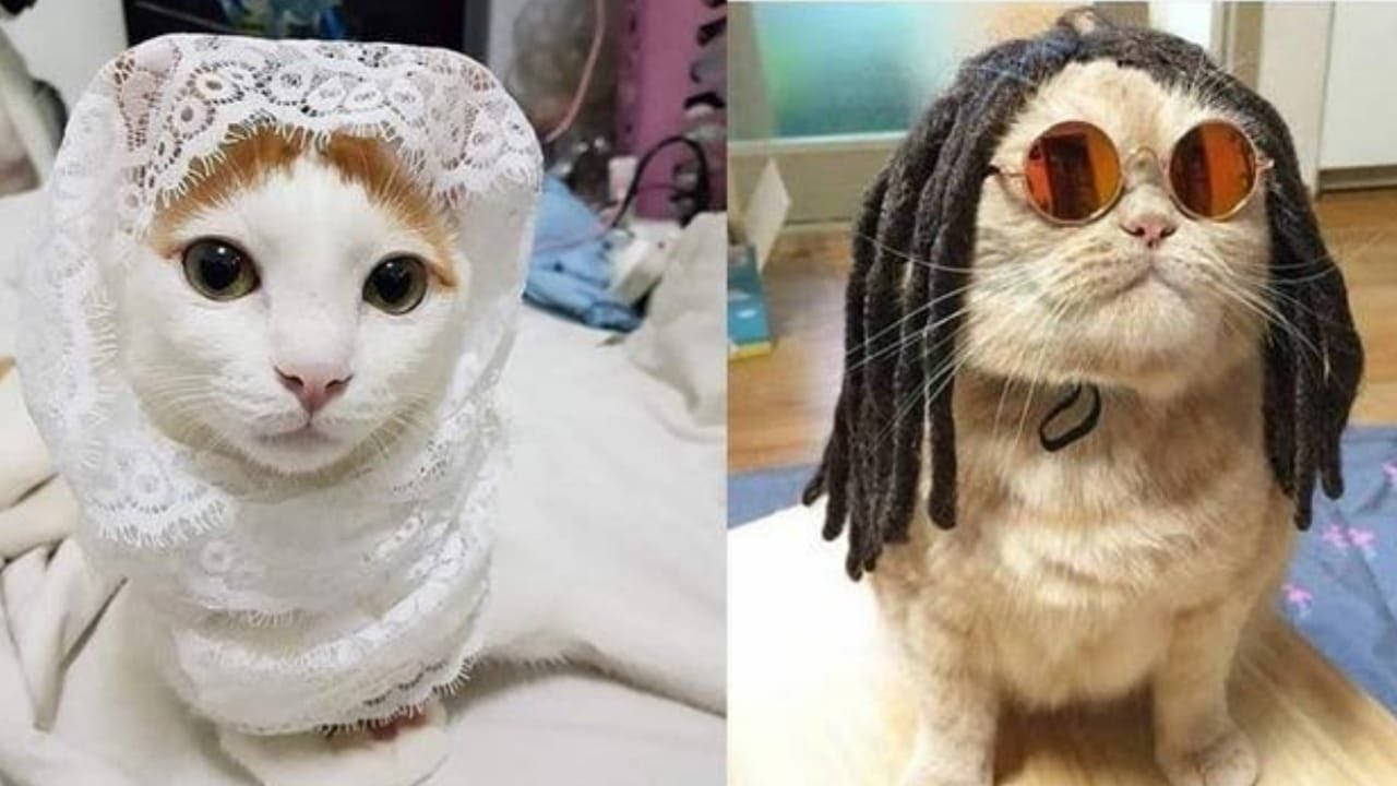 Kumpulan video kucing terlucu part 13 | kucing lucu, kucing imut - YouTube